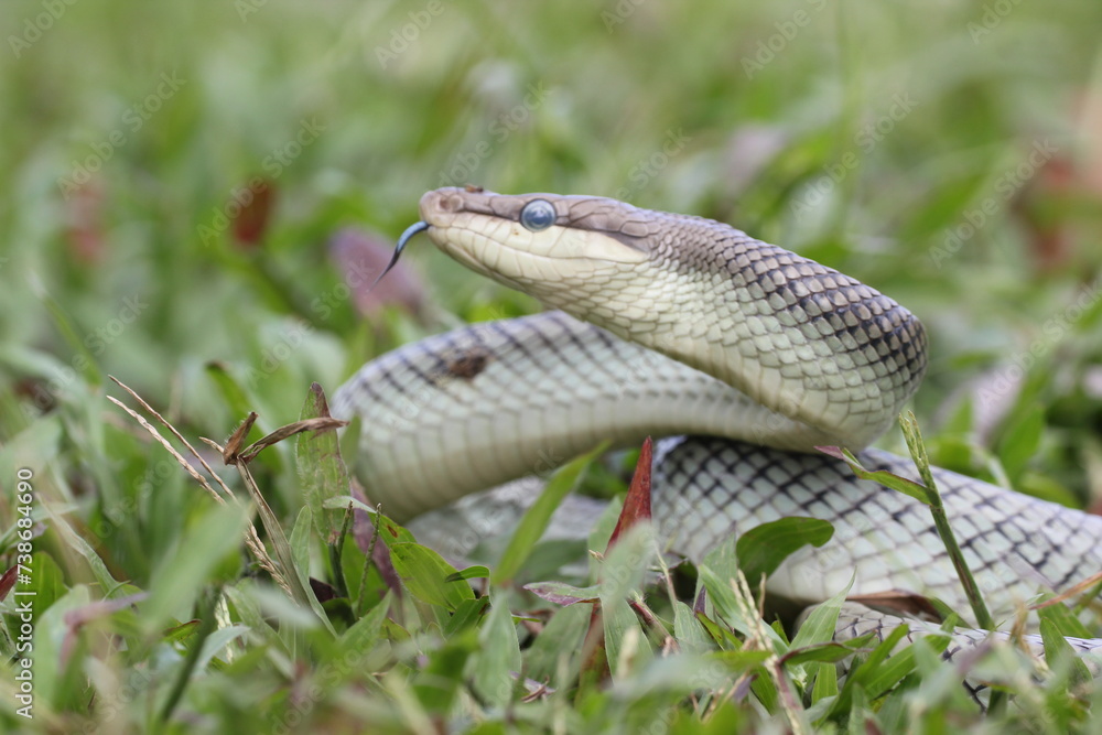 snake, ptyas fusca, a ptyas fusca snake in a meadow Stock Photo | Adobe ...