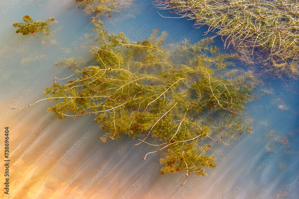 Colorful view of green algae floating in shallow water, light ripples ...
