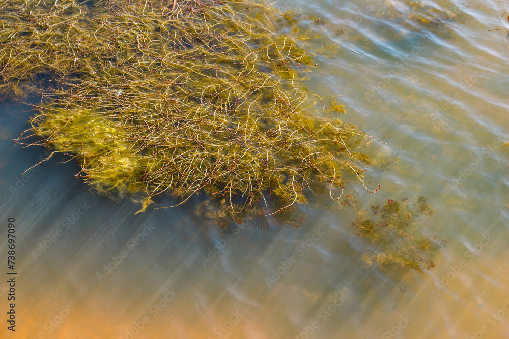Colorful view of green algae floating in shallow water, light ripples ...