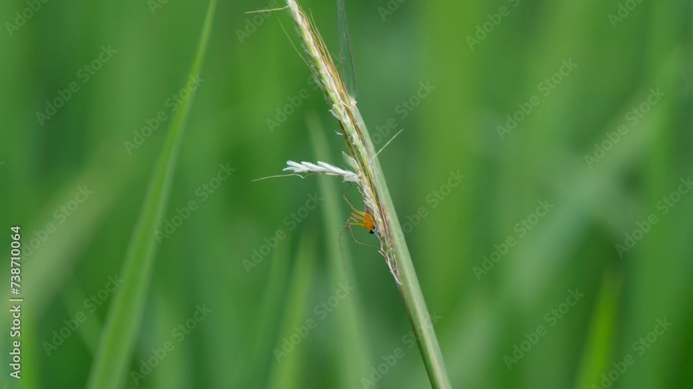 Aphids , small sap-sucking insects and members of the superfamily ...
