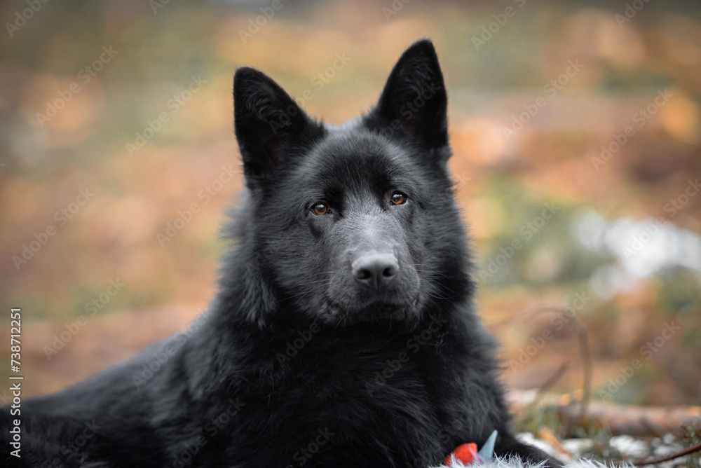 Pure black Wolfdog mix of German Shepherd and wolf, black gsd in the ...