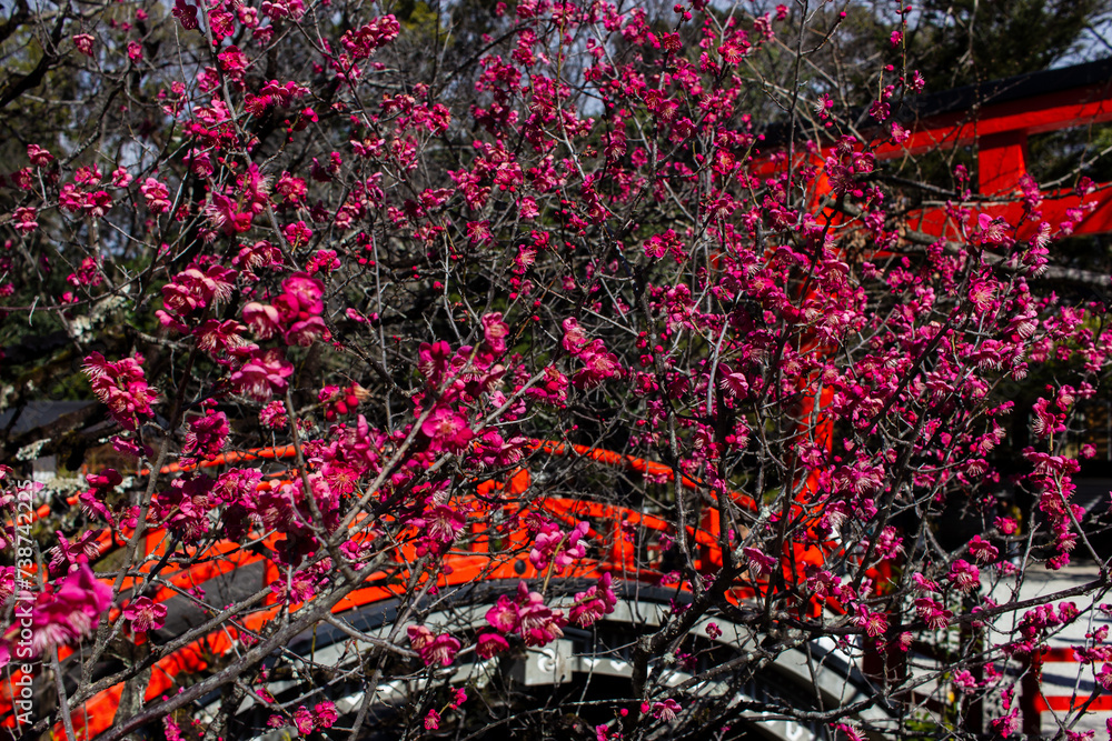 Japanese plum tree ume in full blossom in the garden, in front of the ...