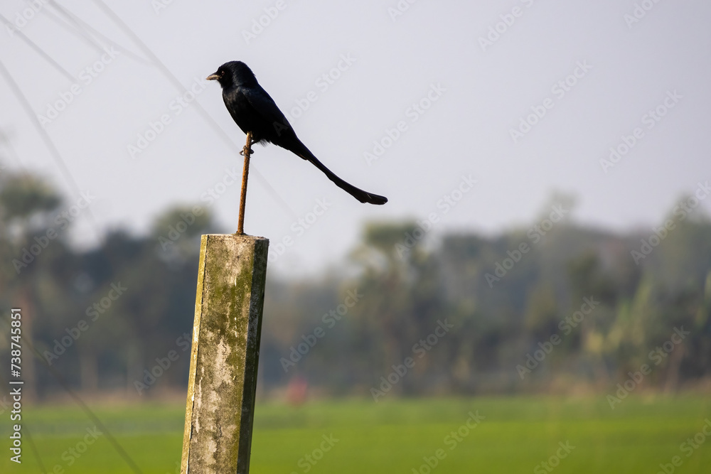 A black drongo (Dicrurus macrocercus) bird is sitting on a cement pole ...