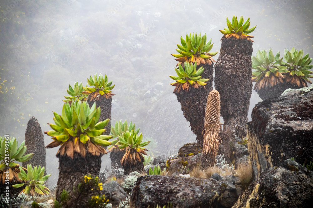 Majestic Giant Groundsel Jungle in Kilimanjaro's Alpine Zones Stock ...