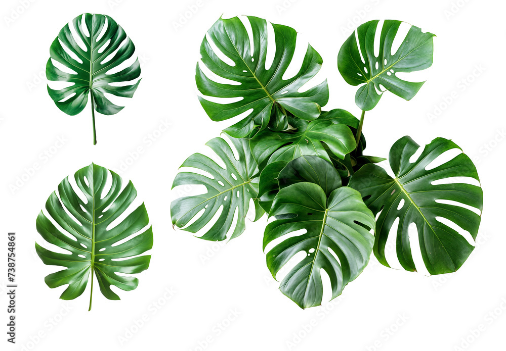 top view Montera plant and leaf PNG transparent background Stock ...