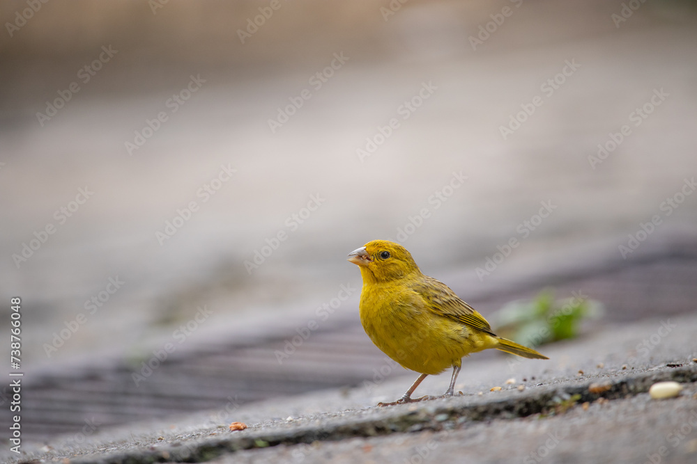 Sicalis flaveola. The true canary or land canary, not to be confused ...
