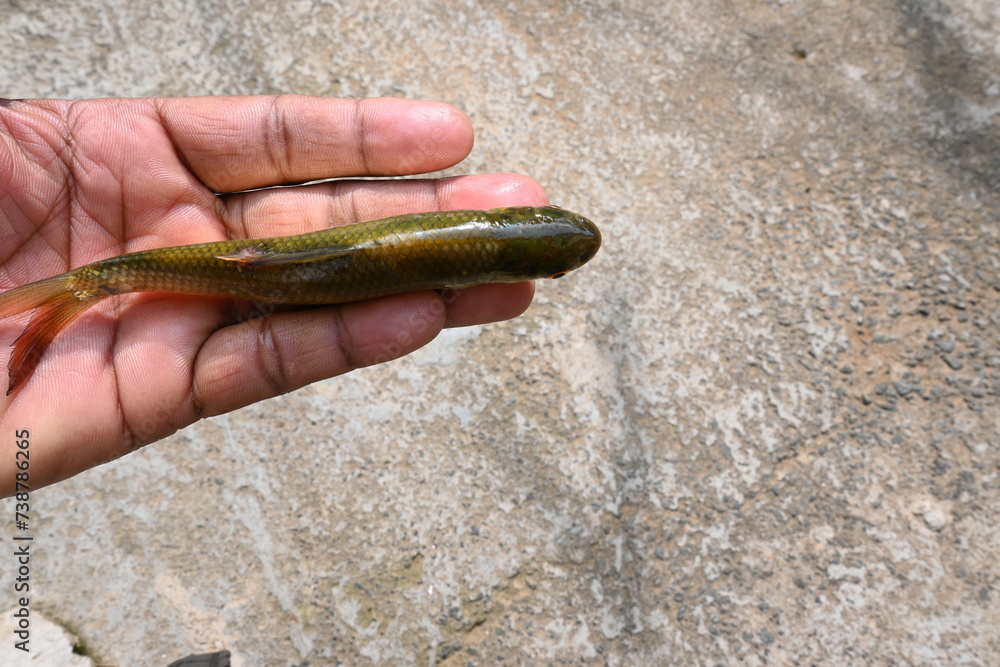 Rohu fish. It is a species of fish of the carp family. its other names ...