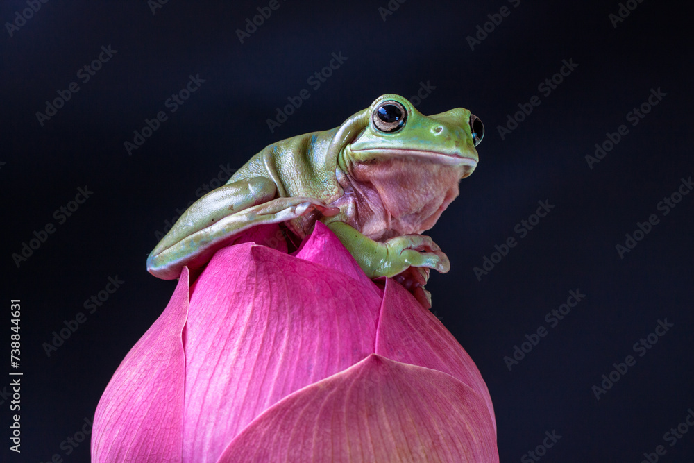 Australian green tree frog. An overweight member of the species ...