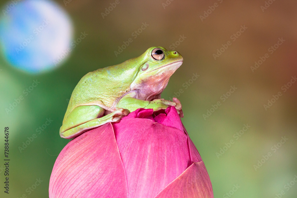 Australian green tree frog. An overweight member of the species ...