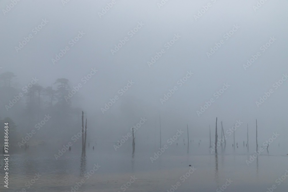 Cloudy landscape view and dead tree stumps standing on frozen madhuri ...