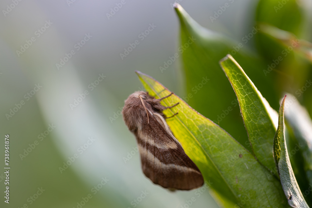 Crimson moth butterfly (Macrothylacia rubi) male. Insect in the family ...