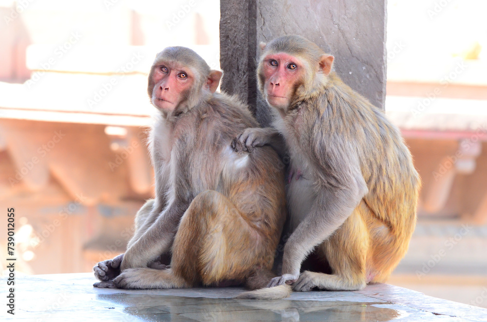 Rhesus macaque (Macaca mulatta) is a species of Old World monkey, native to South, Central and ...