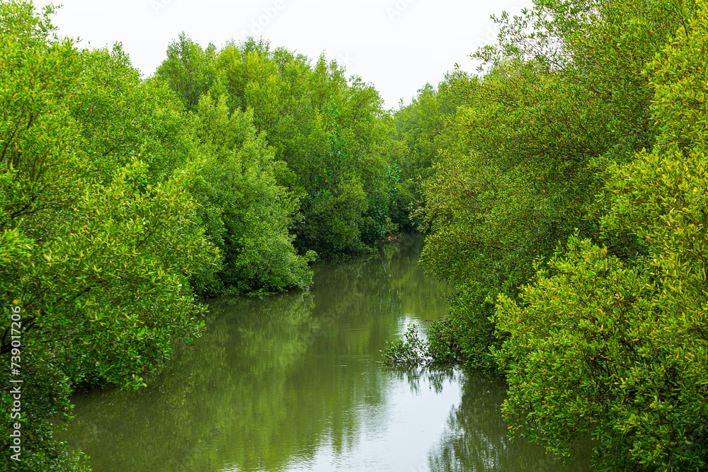 Mangrove forest,Red mangrove forest and shallow water in tropical ...