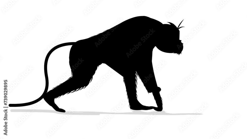 Monkey Walk cycle animation, loop animation sequence with green screen vídeo do Stock | Adobe Stock