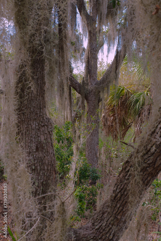 Vertical View Hanging Spanish moss ( Tillandsia usneoides) in live oak ...