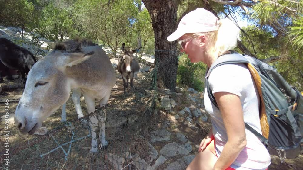 Woman petting donkeys in Dugi Otok Long Island. Telascica and Kornati ...