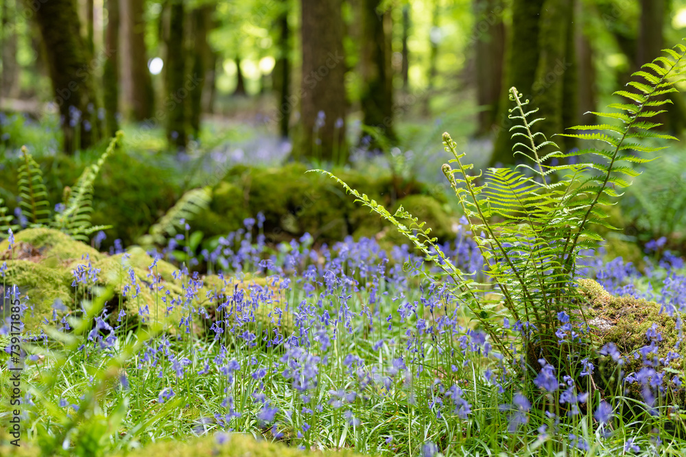 Bluebells in full bloom along a woodland path in Ireland. Hyacinthoides ...