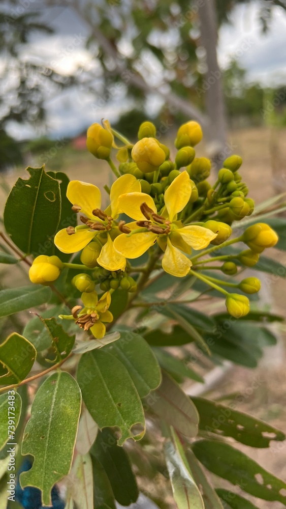 Siamese senna, Siamese cassia, Cassod tree, Thai copperpod (Senna ...
