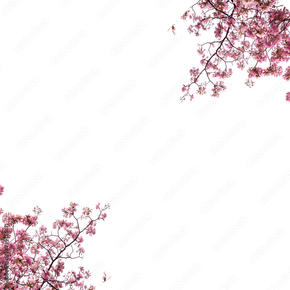 isolated pink cherry blossom side border frame png overly on white ...