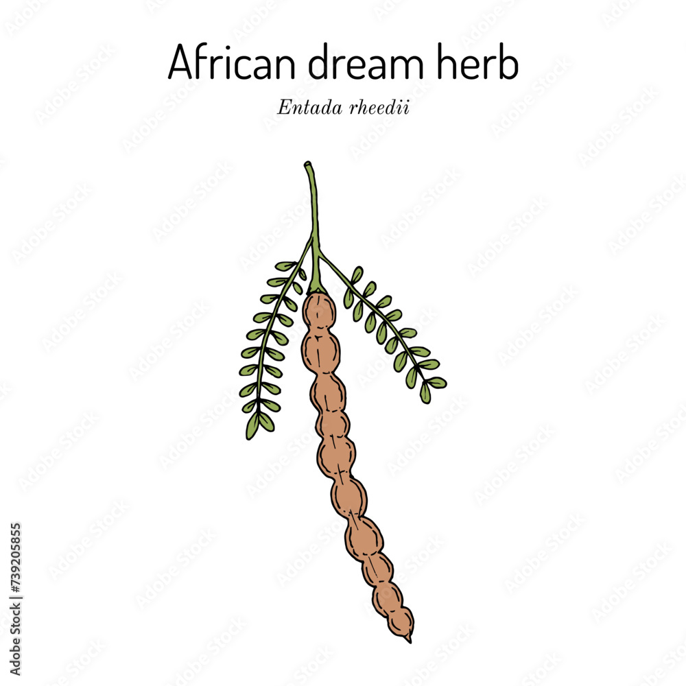 African dream herb or snuff box sea bean (Entada rheedii), edible and ...