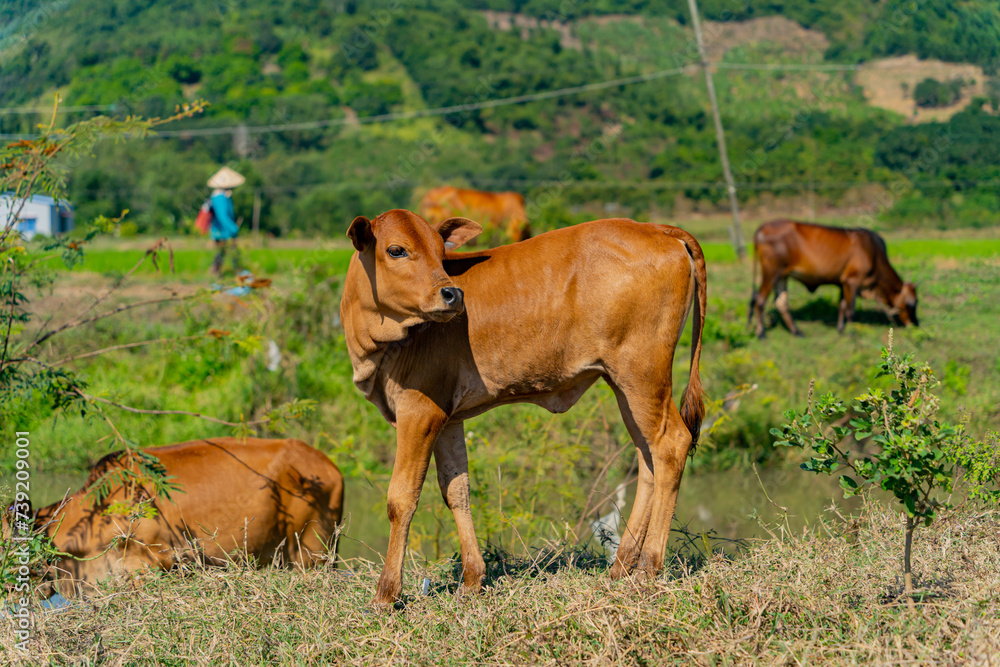 Grazing cows. The surroundings of Nha Trang city in Vietnam. Pastures ...