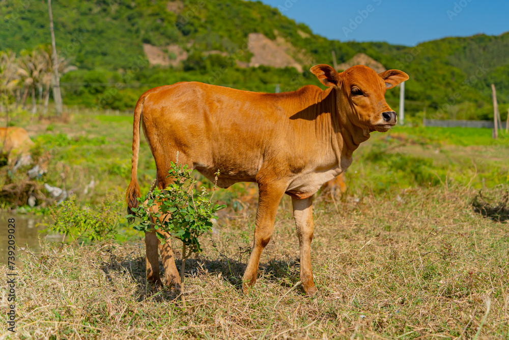 Grazing cows. The surroundings of Nha Trang city in Vietnam. Pastures ...