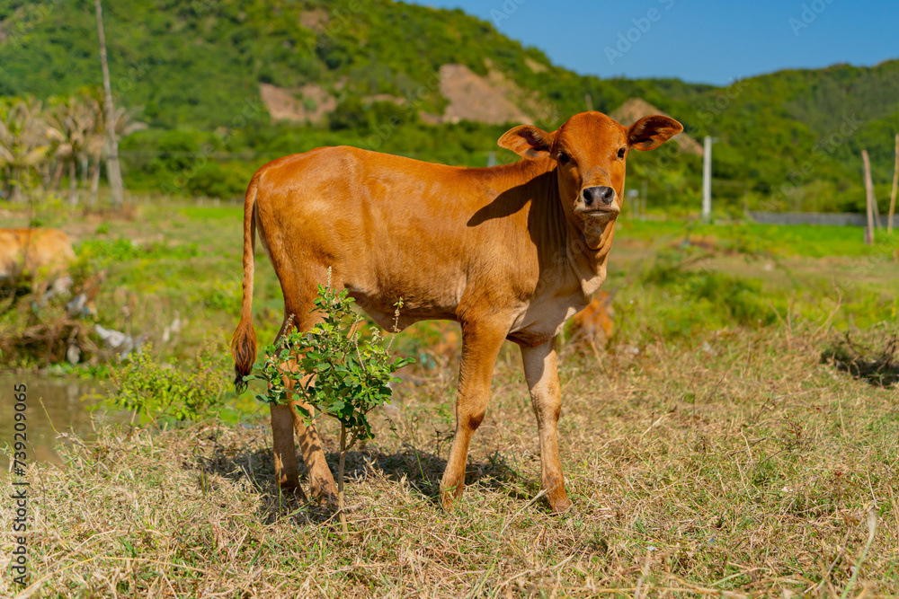 Grazing cows. The surroundings of Nha Trang city in Vietnam. Pastures ...