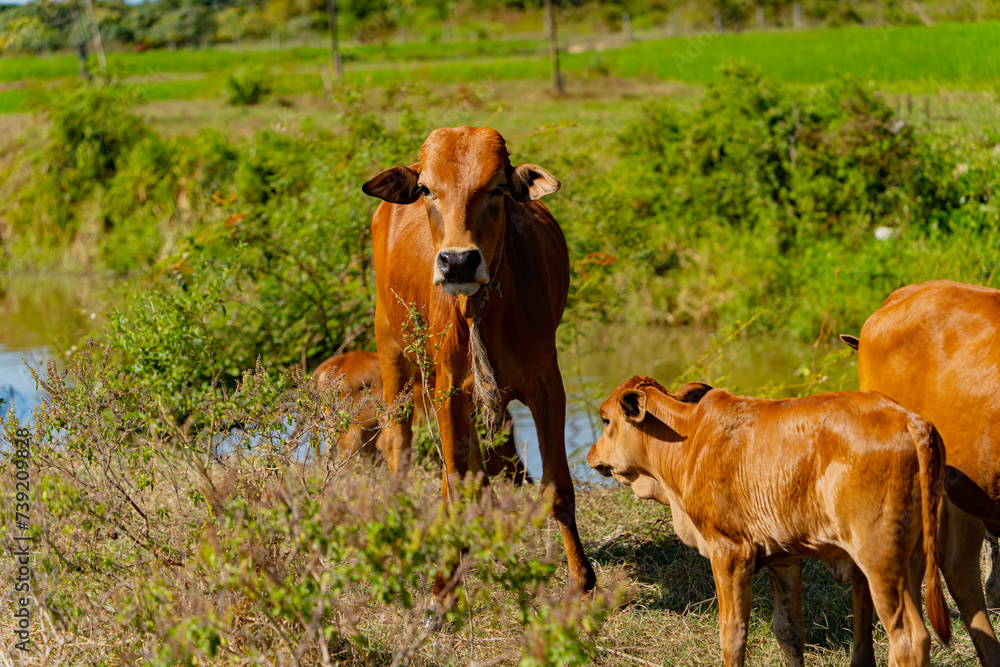 Grazing cows. The surroundings of Nha Trang city in Vietnam. Pastures ...