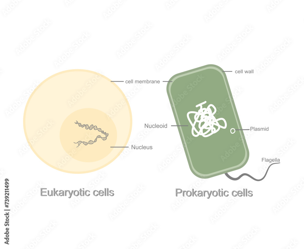 The picture represents the structural comparison of living organism ...
