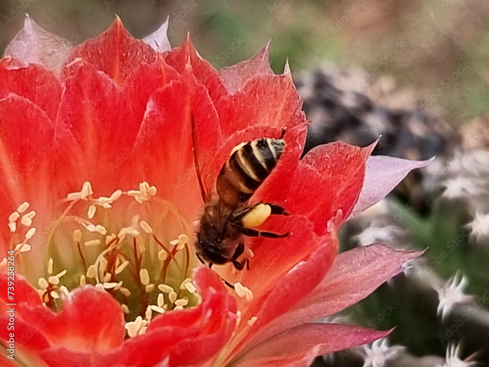 Close-up of Honey bee pollinating the flower of Echinopsis cactus in ...