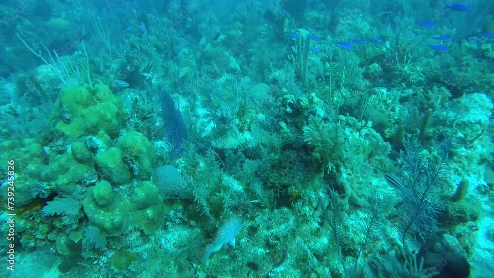 Vibrant underwater scene with a coral reef, home to various fish and ...
