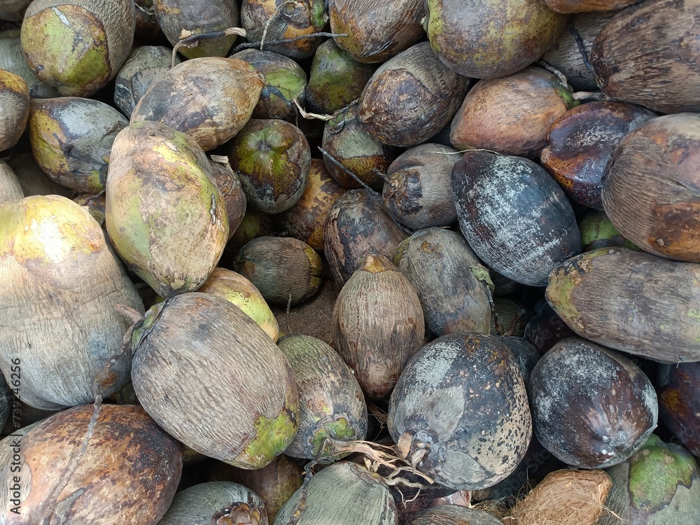 Coconut, edible fruit of the coconut palm, a tree of the palm family ...