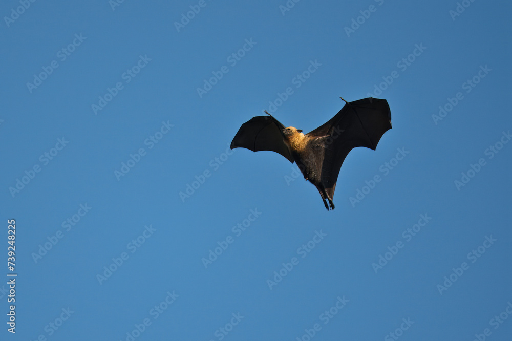 Fruit bat, flying fox flying on hot sunny day, blue sky, Mahe ...