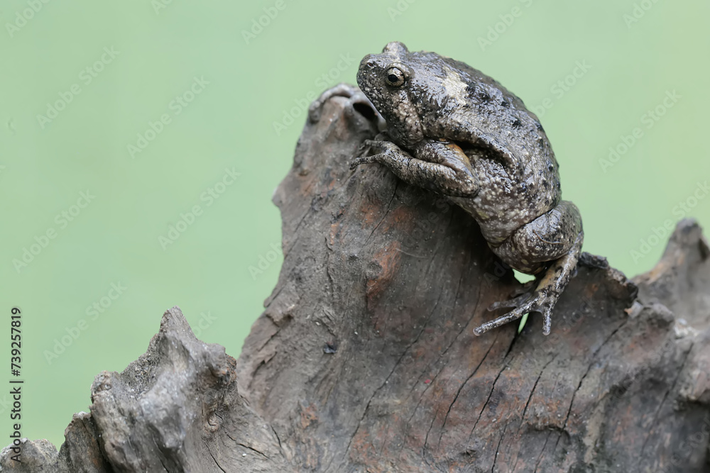 An adult Muller's narrow mouth frog is resting on a dry tree branch ...