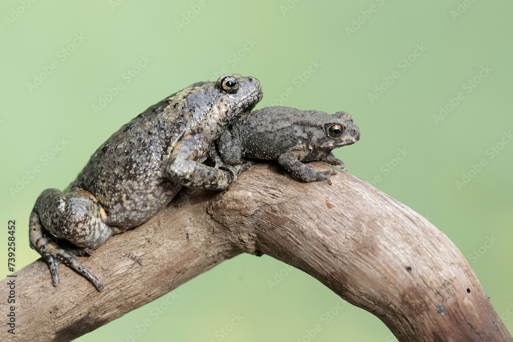 An adult Muller's narrow mouth frog and its baby are resting on a dry ...