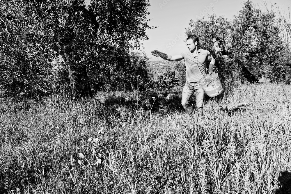farmer throws manure on the land for the green olive trees so that the ...