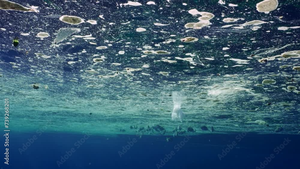 Fish feeds on polluted surface of Ocean covered in plastic and other ...
