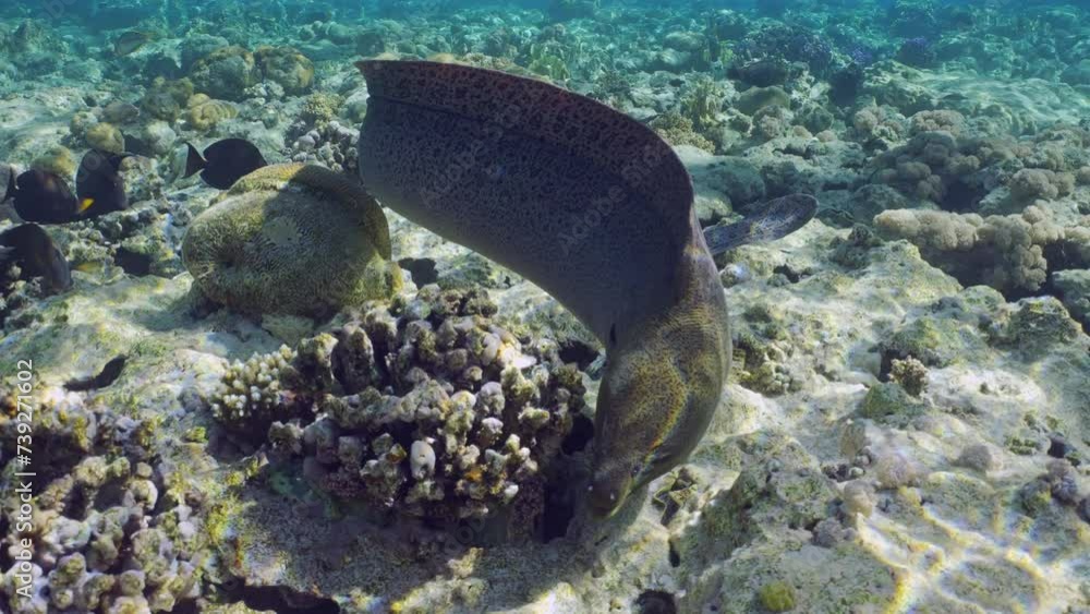 Front side of Giant moray eel (Gymnothorax javanicus) swimming on top ...