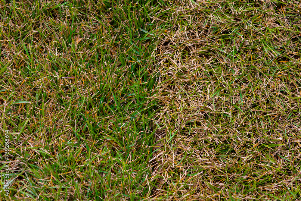 Lawn grass has survived one season. The pros and cons of lawn grass ...