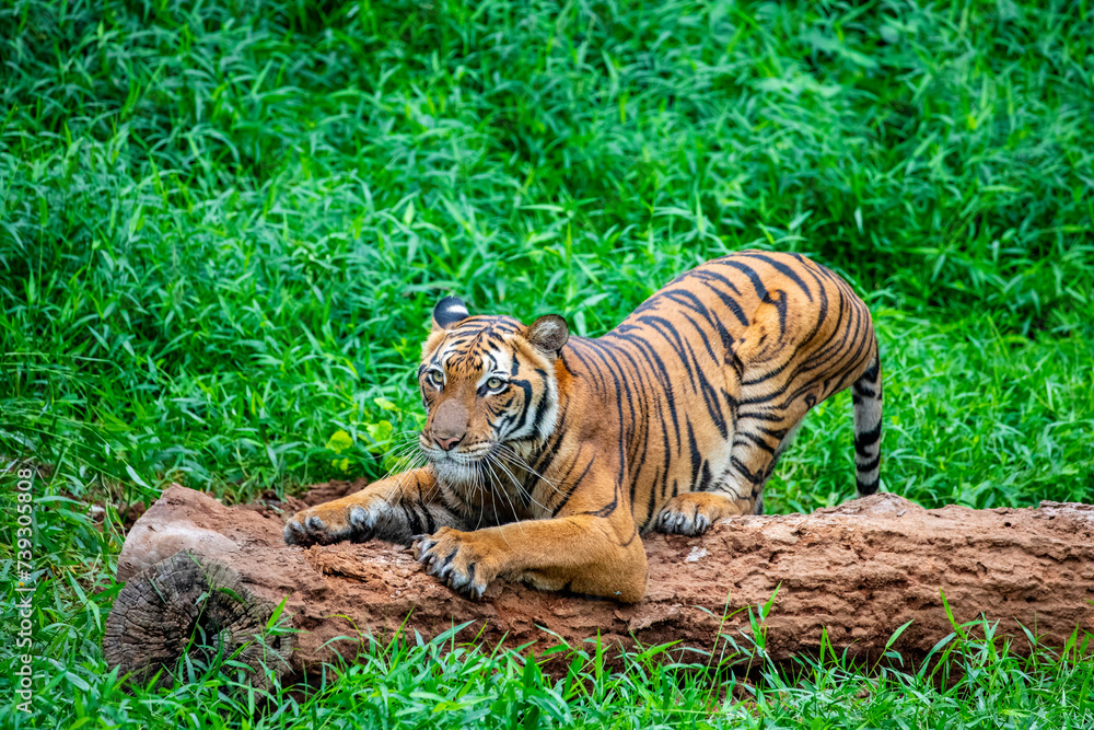 The Malayan tiger (Panthera tigris jacksoni) in Taiping Zoo Malaysia ...