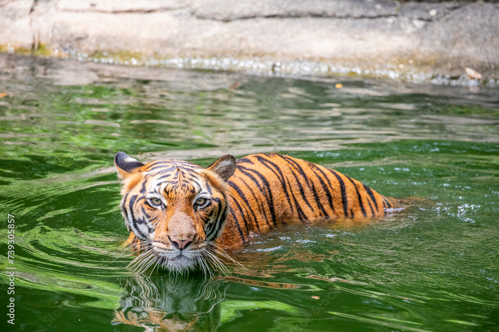 The Malayan tiger (Panthera tigris jacksoni) in Taiping Zoo Malaysia ...