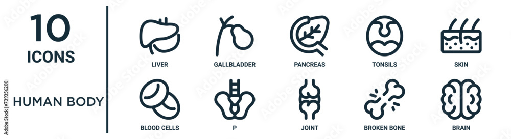 human body outline icon set such as thin line liver, pancreas, skin, p ...