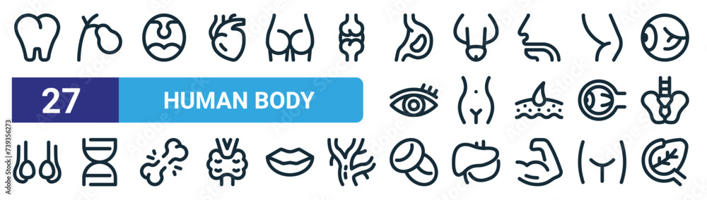 set of 27 outline web human body icons such as tooth, gallbladder ...