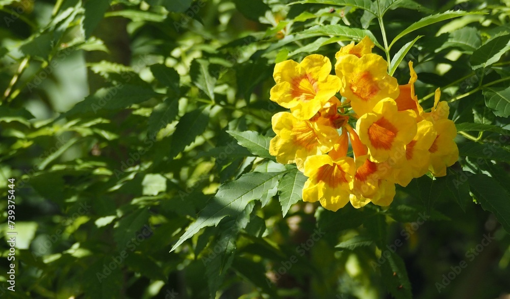 Cluster of Tecoma stans (Yellow Elder) (yellow trumpetbush) (yellow ...