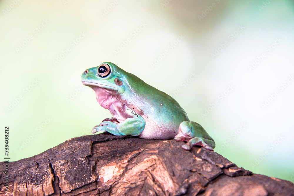 White's tree frog (Litoria caerulea), also known as the Australian ...
