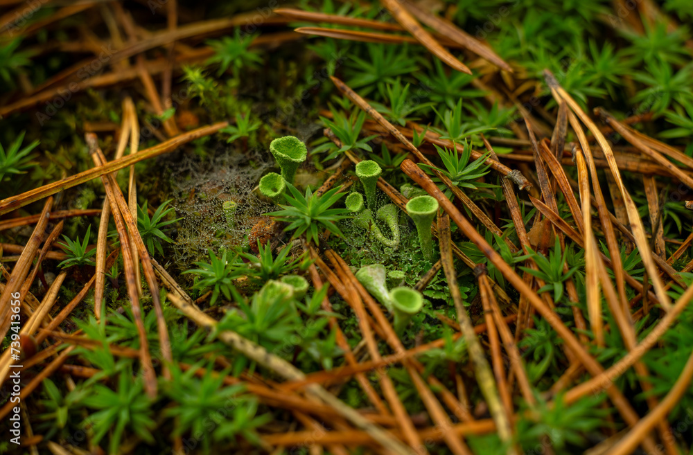 Cladonia.A genus of lichens of the Cladoniaceae family.Swamp plants ...