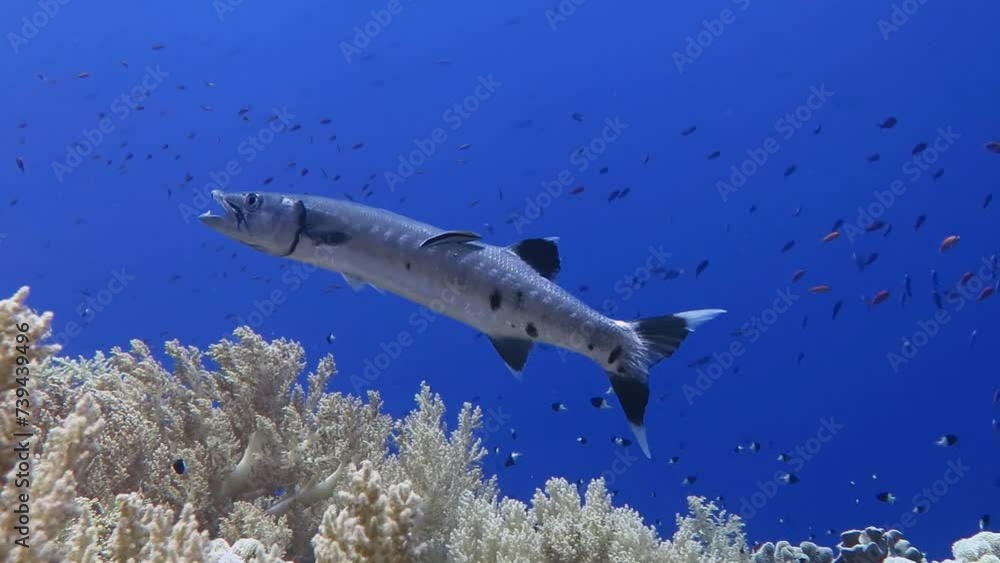 Big fish - barracuda (Sphyraena barracuda) in the cleaning station on ...