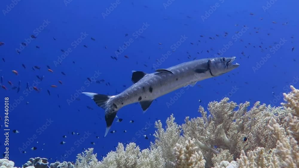 Predator fish - barracuda in the cleaning station on the reef. Corals ...
