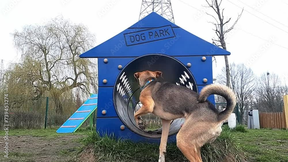 Vidéo Stock Dog runs through closed tunnel. Dog agility exercise. Young ...