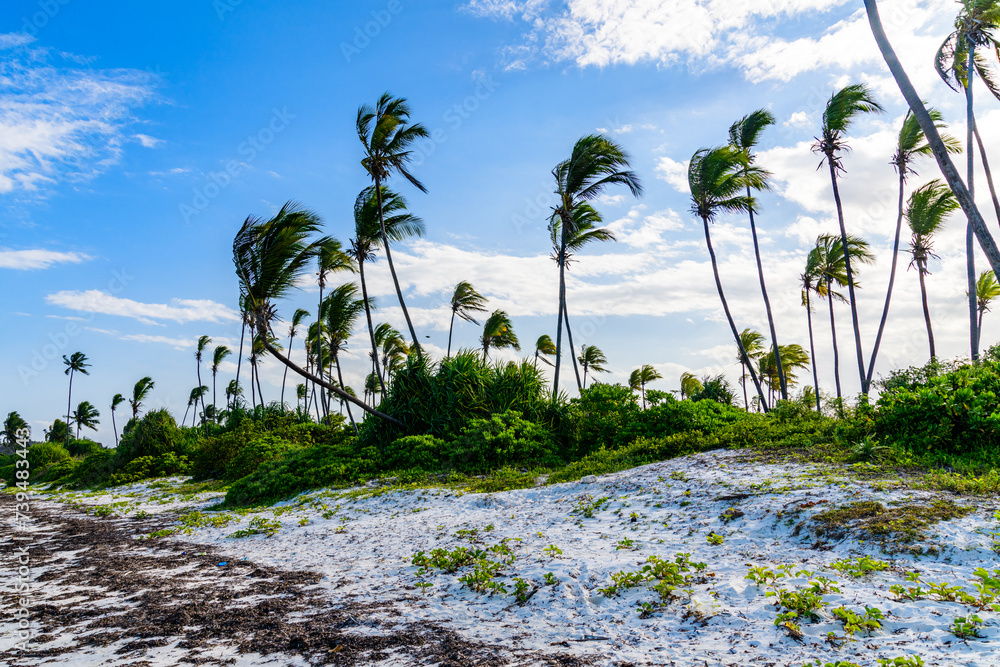 Coconut palm trees at beach near the Matemwe village at Zanzibar island ...